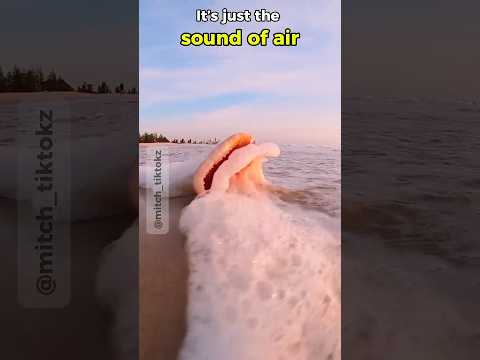 Reason You Can Hear the Ocean in a Seashell!