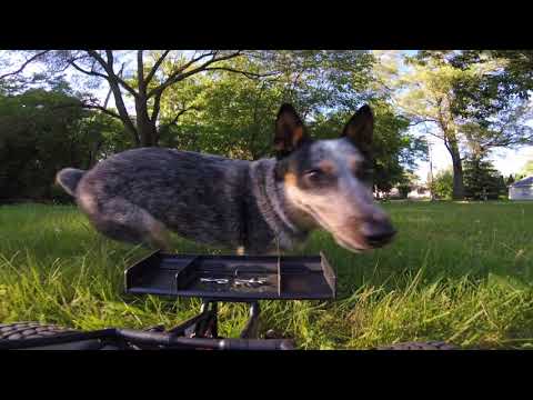 Losi SCBE Rc exercising the Cattle dog