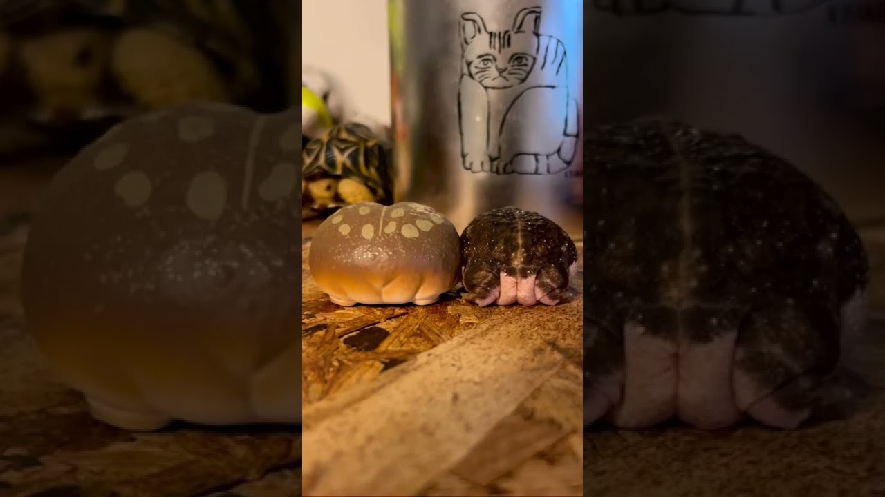 Cute Frog Butt