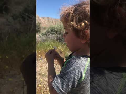 desert dandelion -Malacothrix glabrata plant identification by kids for kids