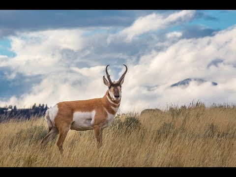 Fastest land mammal in North America - PRONGHORN
