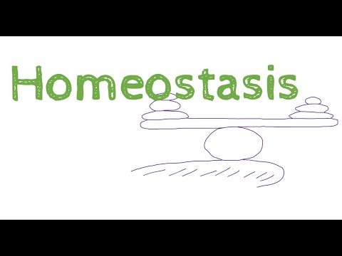 Homeostasis, Negative and Positive Feedback Loops: Anatomy & Physiology EP2