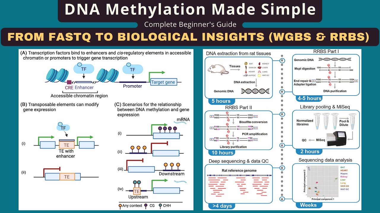 DNA Methylation Analysis Tutorial: WGBS & RRBS for Absolute Beginners