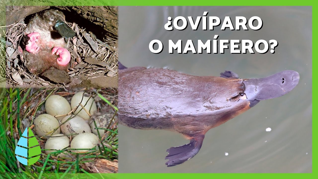 Is the platypus a mammal? 🦦🦆 | Fun Facts About the Platypus