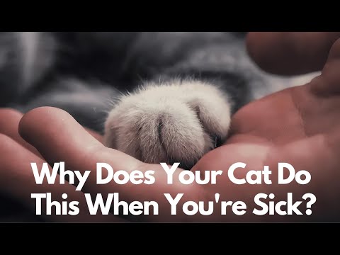 How Do Cats Know When You're in Pain?