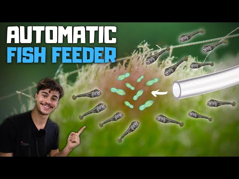 Peristaltic pump feeding system - Fish Breeding - C.A.R.E.