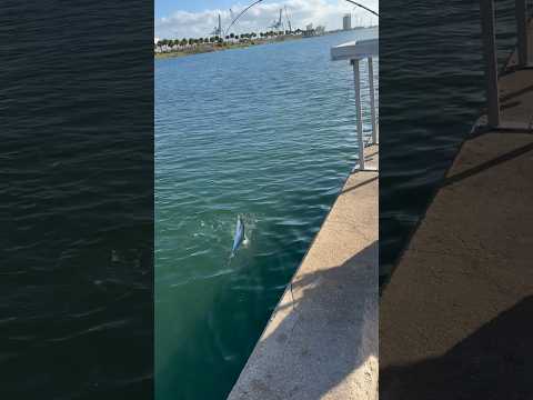 HOLY MACKEREL! No way that just happened !