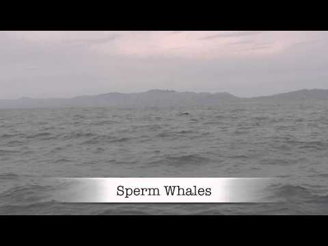 New Zealand Animals