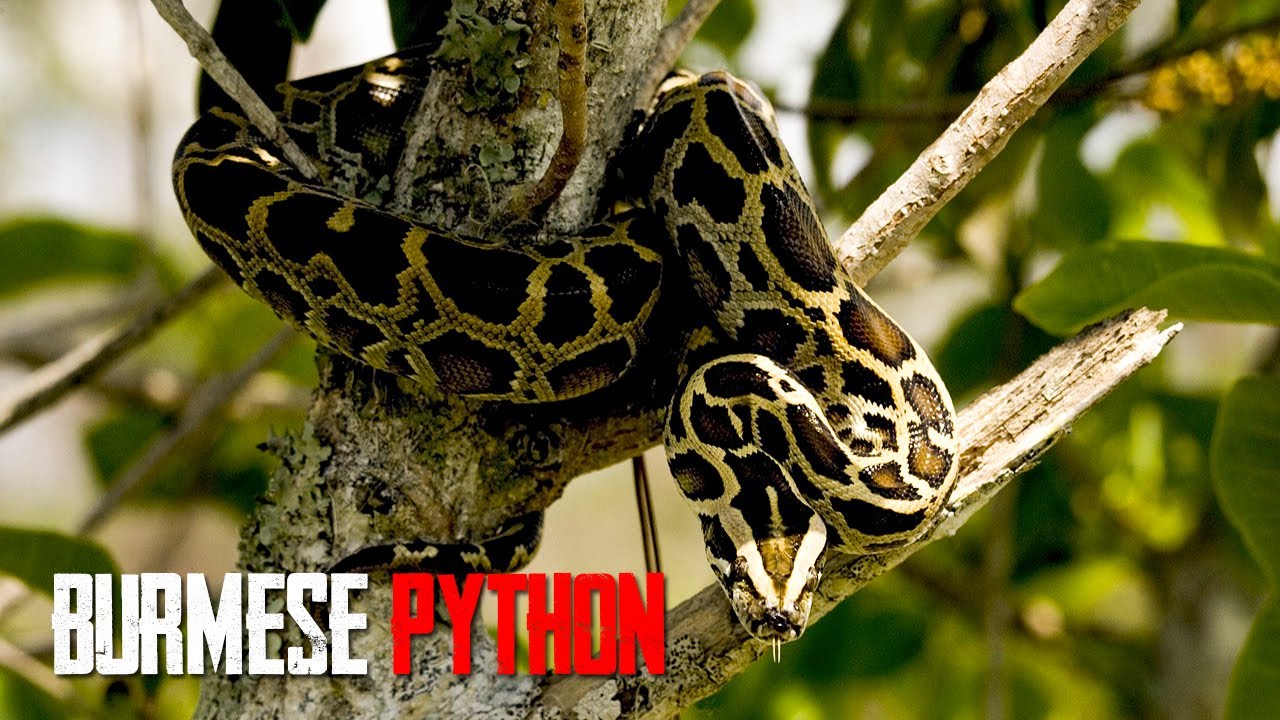 The Burmese Python - Facts about Burmese Python - Learn more about Burmese Python.
