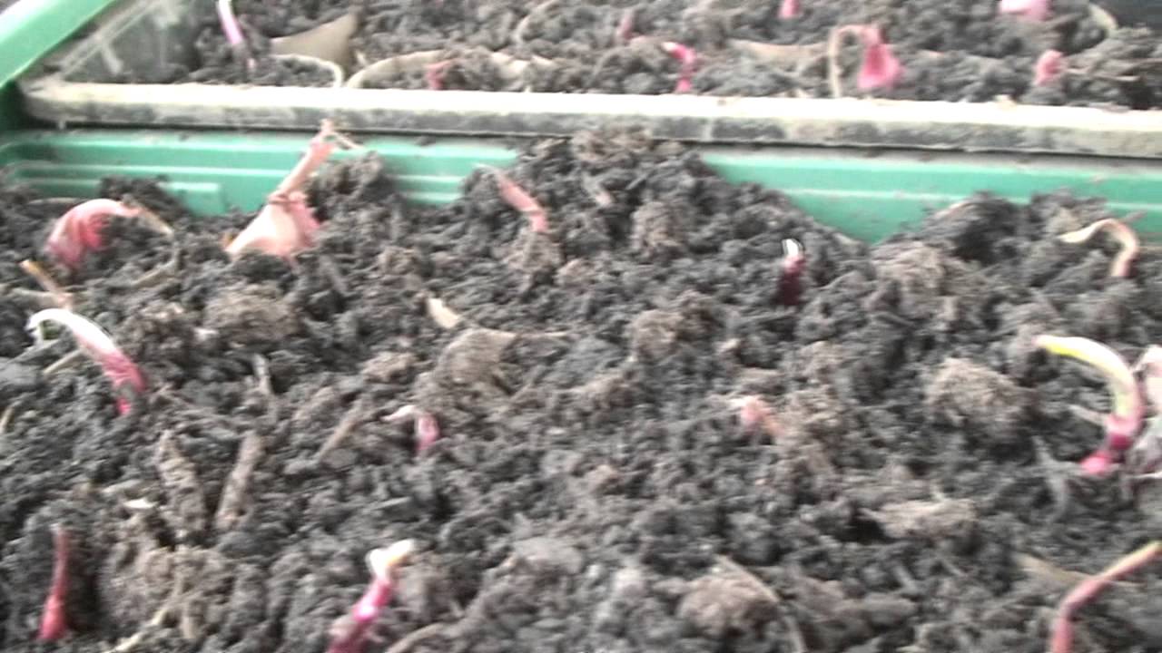 Self-Sufficient in Suburbia Mid Winter 2013