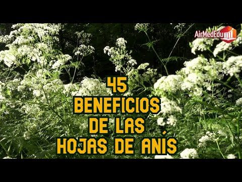 45 Beneficios de las hojas de ANÍS o Pimpinella anisum
