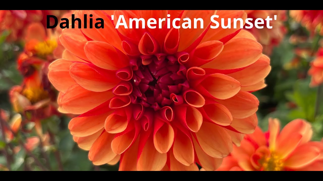 Dahlia 'American Sunset' | Orange flower | gervenbulbs.com