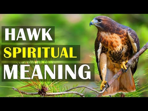 Hawk Spiritual Meaning And Symbolism | Hawk Totem Spiritual Meaning