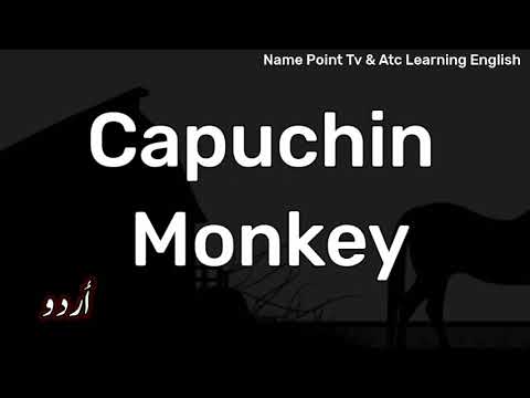 Capuchin Monkey Meaning | Capuchin Monkey Meaning In Urdu | Capuchin Monkey Ka Matlab Kya Hota Hai
