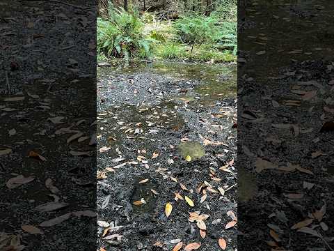 Orthopedic Surgeon Explains Step Length After Finding Huge Footprints in Washington State #bigfoot