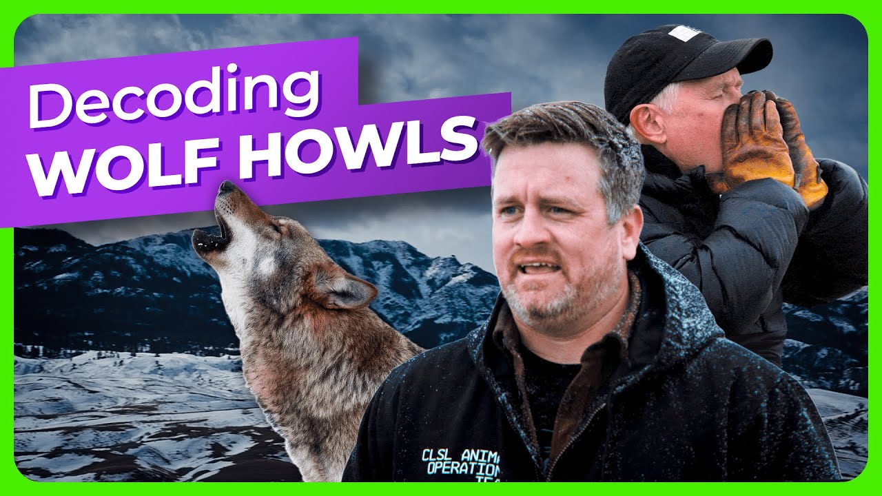 Decoding Wolf Howls and Behavior with AI