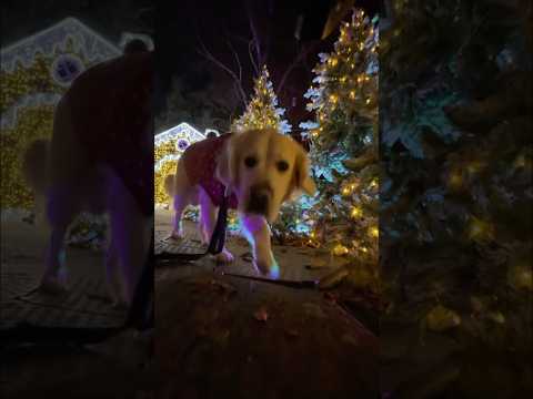 Check out our visit to Trentham Garden’s Christmas Light Trail with our doggos 🎄🐾
