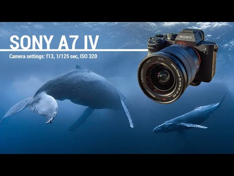 Sony A7 IV Underwater Review // with Sample Underwater Photos & Video!
