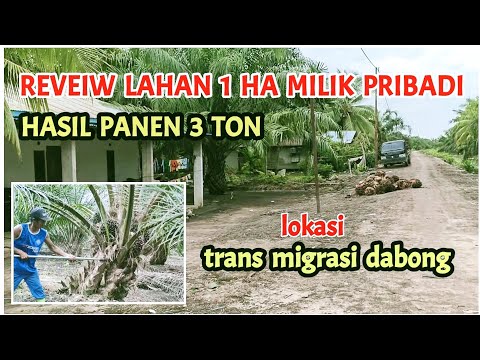 Review lahan 1 hektar || hasil panen 3 ton