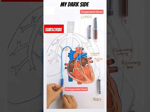 Double Circulation System of Heart ❤️????/neet biology #doublecirculation #neet2024 #heart#mydarkside