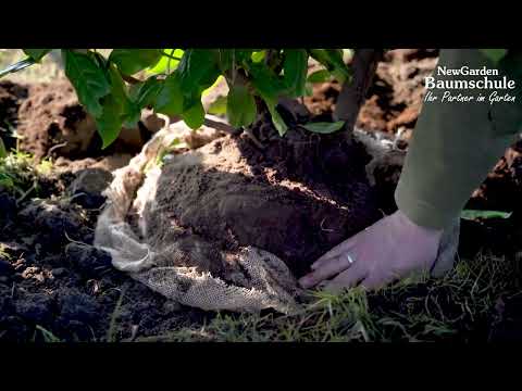 3. Setzen von Ballenware - Pflanzanleitung - Baumschule New Garden