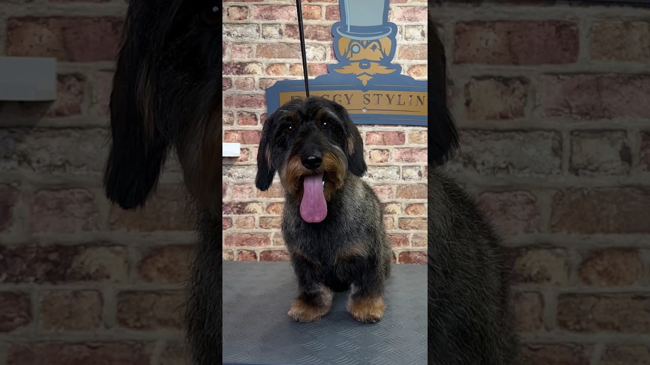 Doggy Daily Episode 281: Margaux the Wire-haired Dachshund 🐾 #dachshund #wirehaireddachshund
