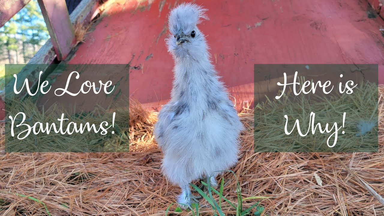 We Love Bantams, Here is Why!