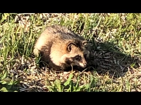 Japanese Raccoon Dog