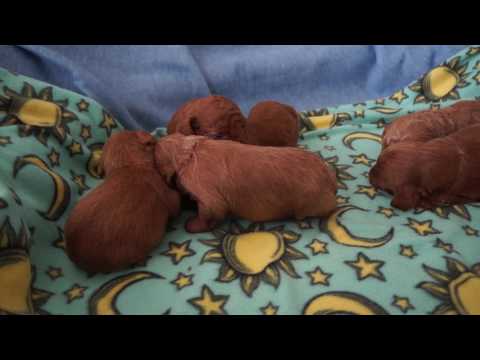 Scarlett's Red Australian Labradoodles