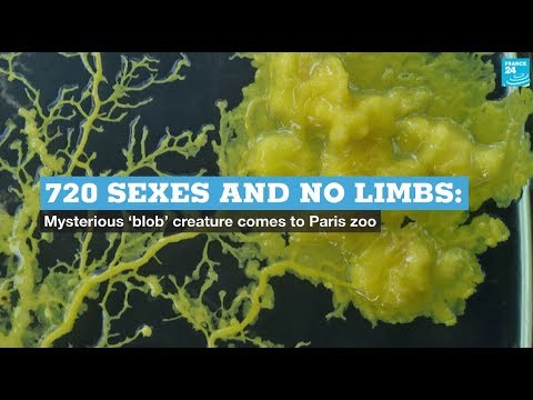 Blob Organism | Blob Animal | Blob Paris Zoo | What Is the Blob?