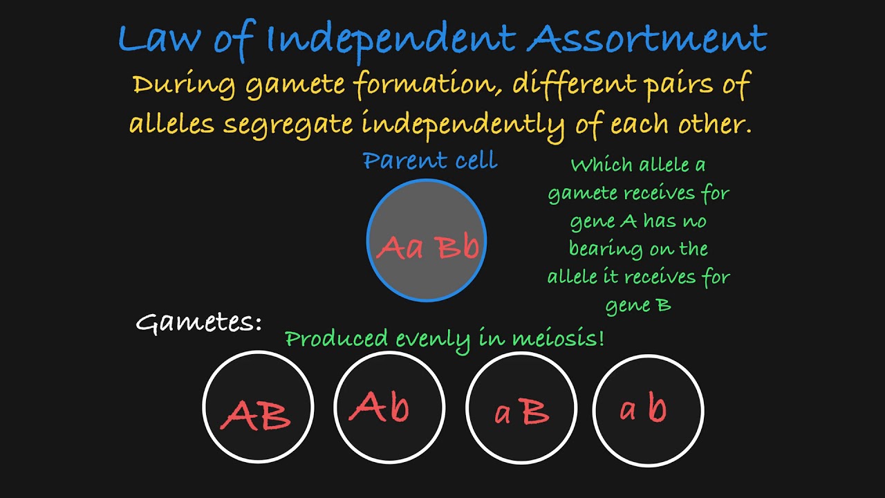 Mendel’s Law of Independent Assortment Explained