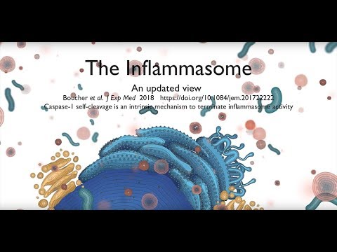 The inflammasome signalling pathway updated