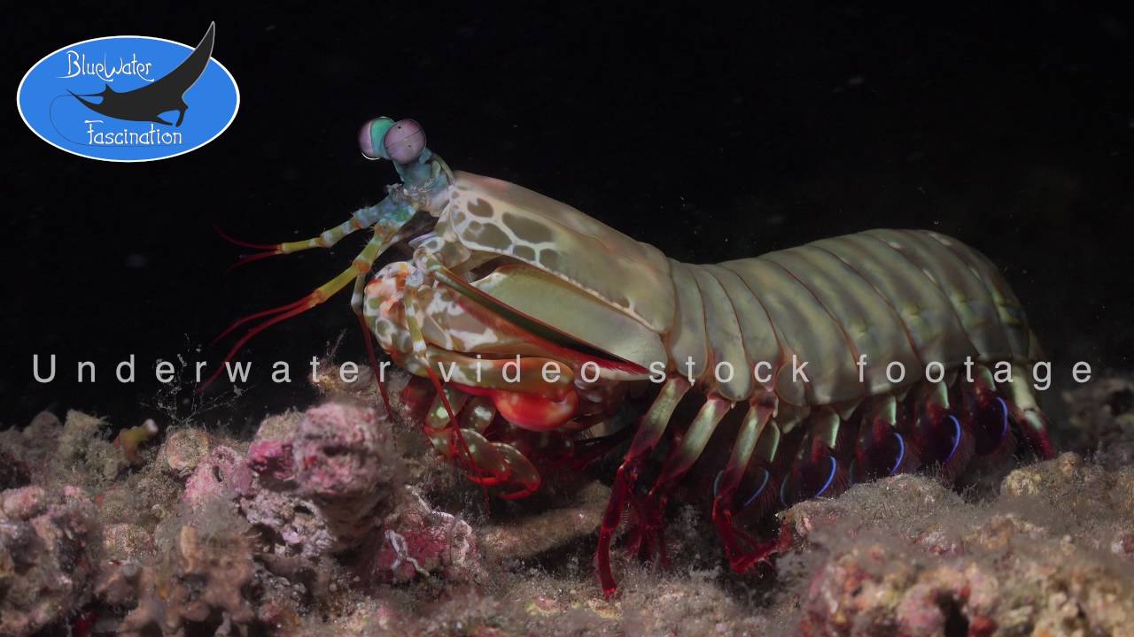0116_mantis shrimp at night, 4K underwater video stock footage
