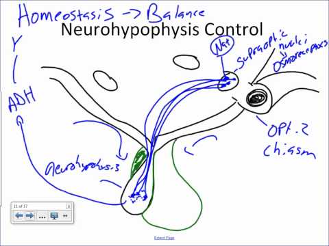 Pituitary Gland Anatomy.wmv