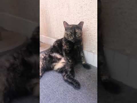 All you Need to Know About Tortoiseshell Cat | Barbie my Moody Cat #cats
