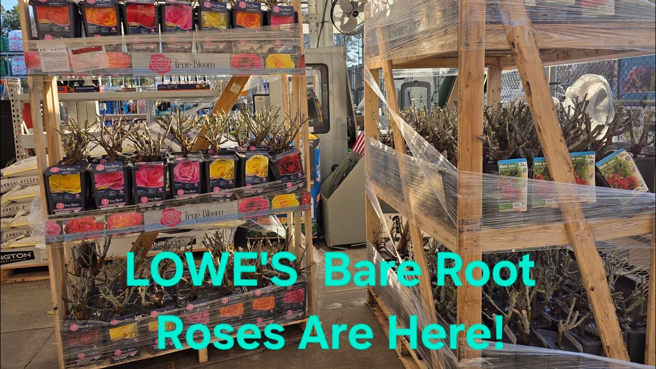 LOWE'S Garden Center 2026 Bare Root Roses Have Arrived. Great Varieties and Prices. GA/Zone 8a.