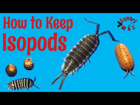 Isopod Care | Aquarimax Pets
