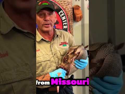 Letβs talk about Armadillos #animals #shorts