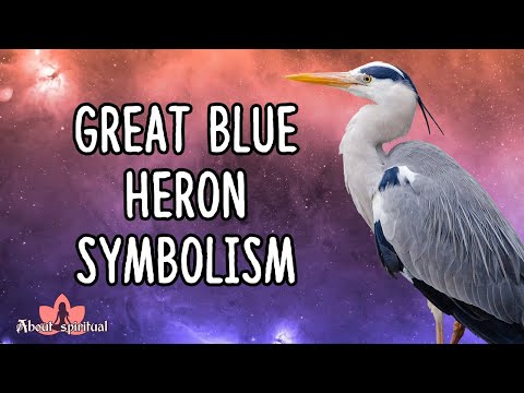 Great Blue Heron Symbolism And Meaning: Self Awareness