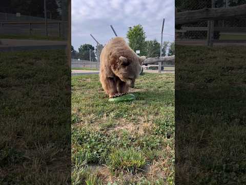 Don’t Play With Bears! #animals #coolanimals #dangerousanimals #animalsofyoutube