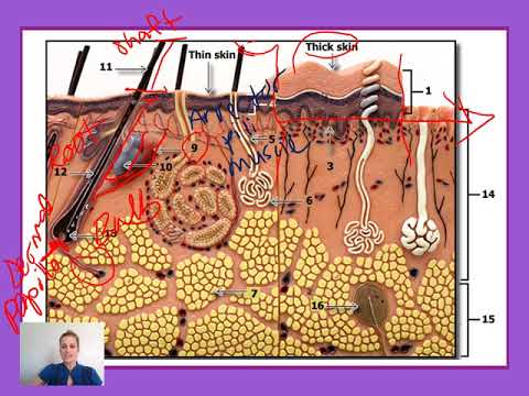Accessory Structures of the Skin