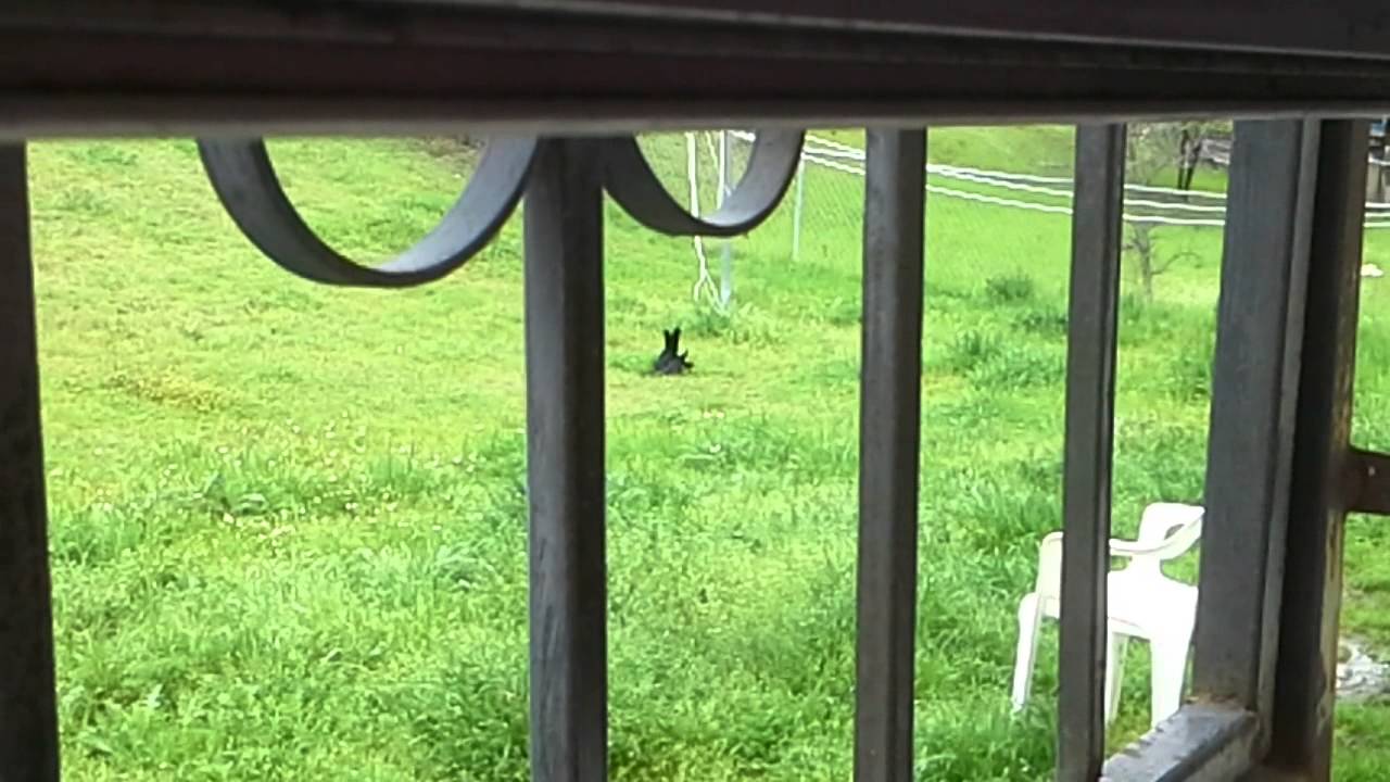 2 male blackbirds fighting