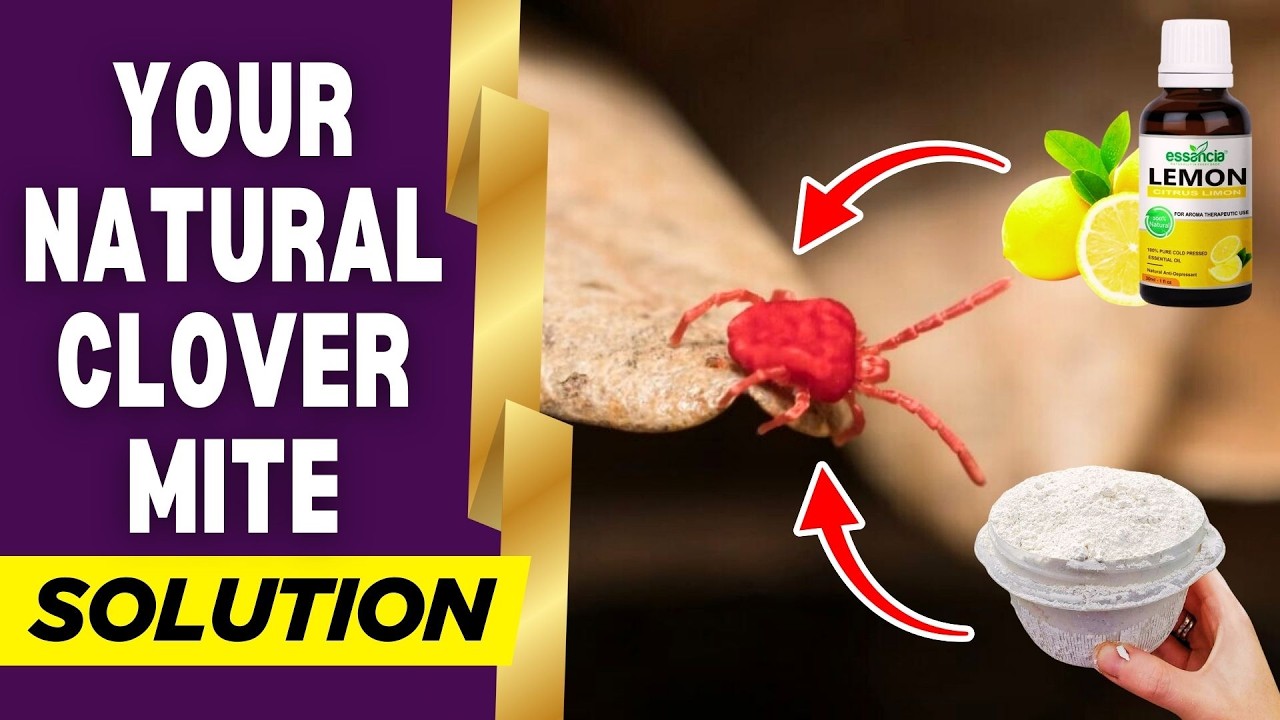 Natural Ways to Kill Clover Mites Without Harmful Pesticides