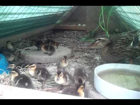 Rouen duck with her ducklings
