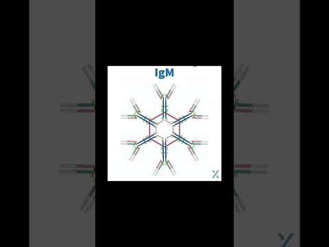 Structure of IgM Pentameric Form #neet2021 #cbseboard #cbse #short #shortvideo #shortsvideo #shorts