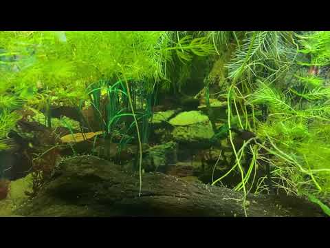 “Finloose” Okefenokee Pygmy Sunfish Dance - Fish Breeding - Aquarium Co ...