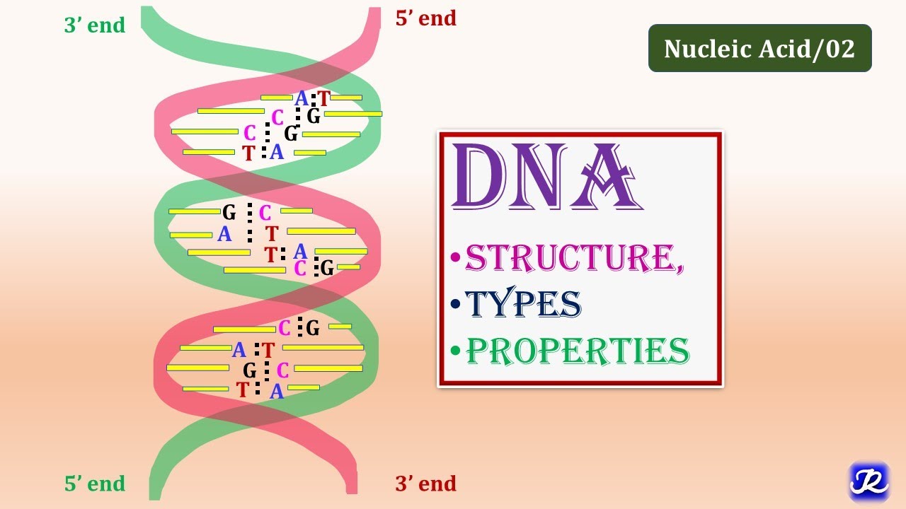 Understanding DNA: Structure, Types, and Properties | Galaxy.ai