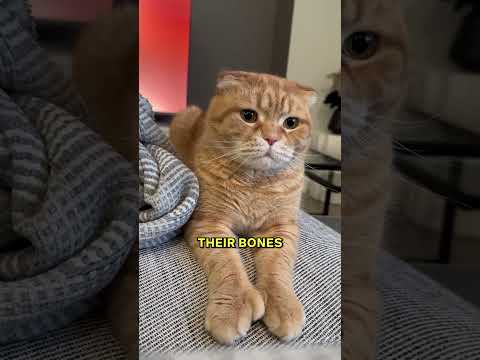 The Truth About The Cat Breed: SCOTTISH FOLD π€―