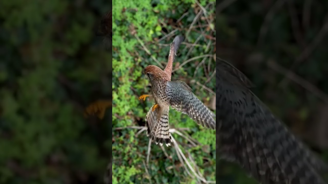 Ready for Landing#eagles