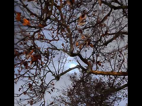 Magic Wands | The Reconnoiter